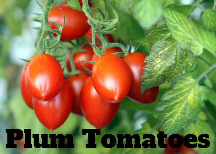 Plum Tomatoes - Techvtimes